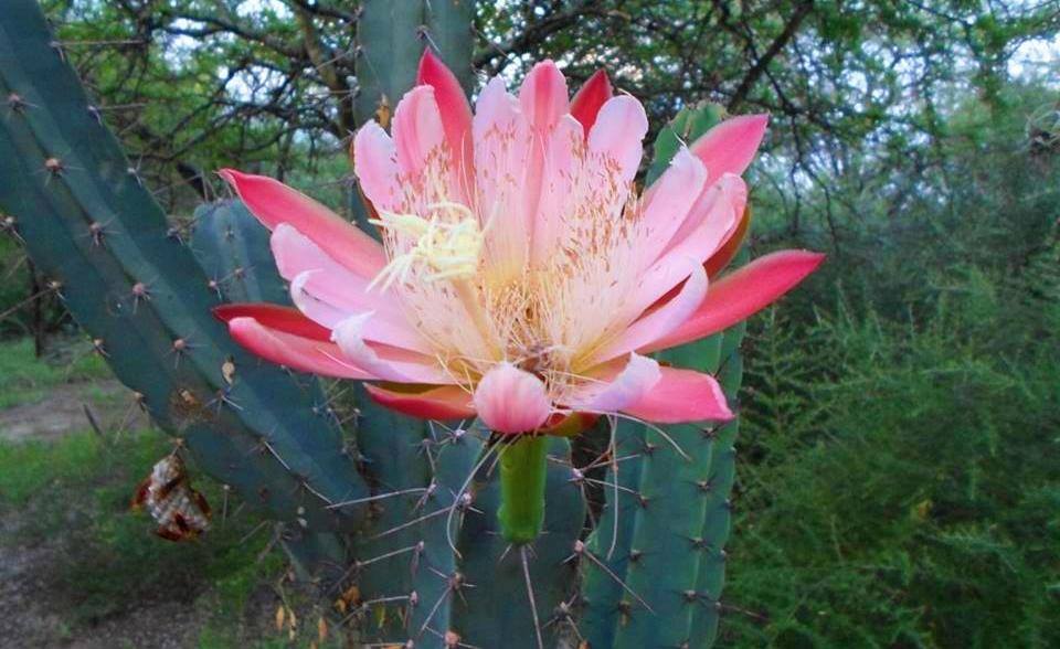 Naturaleza del interior profundo: PUNTA POZO y sus postales – El Correo ...